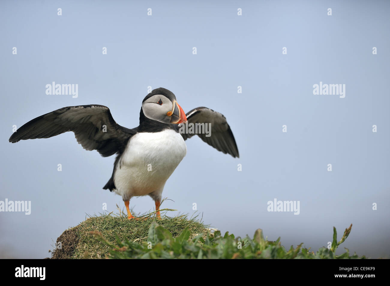 Atlantic puffin - Common puffin - Sea parrot (Fratercula arctica) with ...