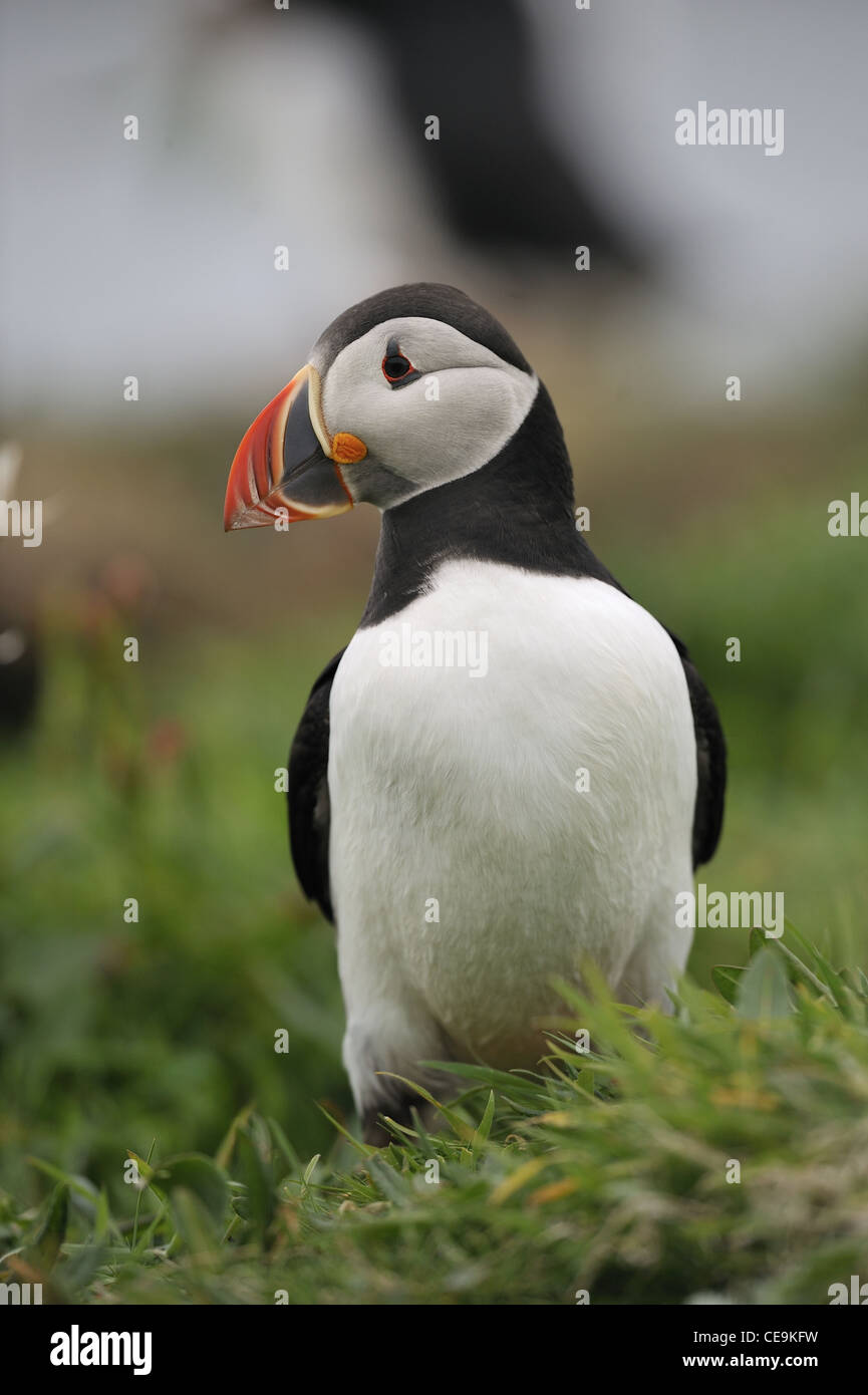 Atlantic puffin - Common puffin - Sea parrot (Fratercula arctica ...