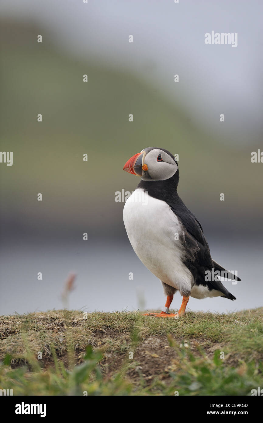 Atlantic puffin - Common puffin - Sea parrot (Fratercula arctica ...