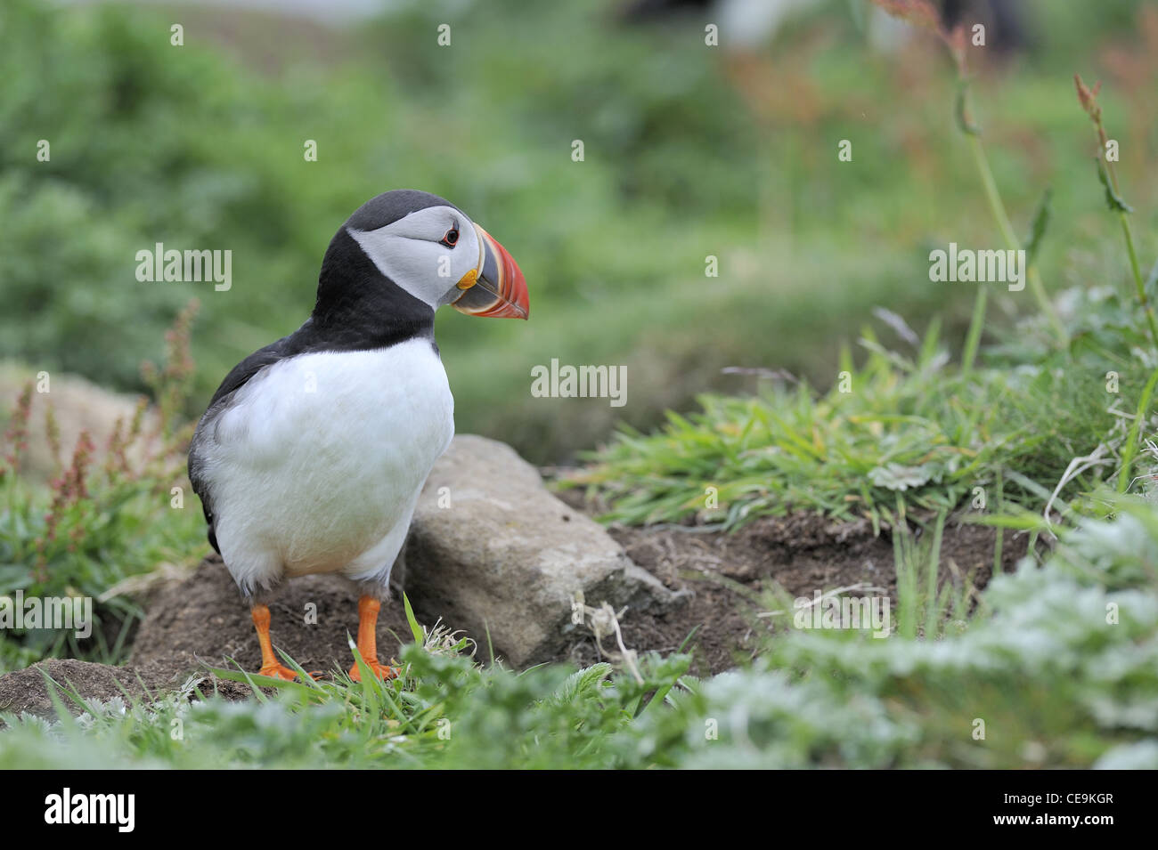 Atlantic puffin - Common puffin - Sea parrot (Fratercula arctica ...