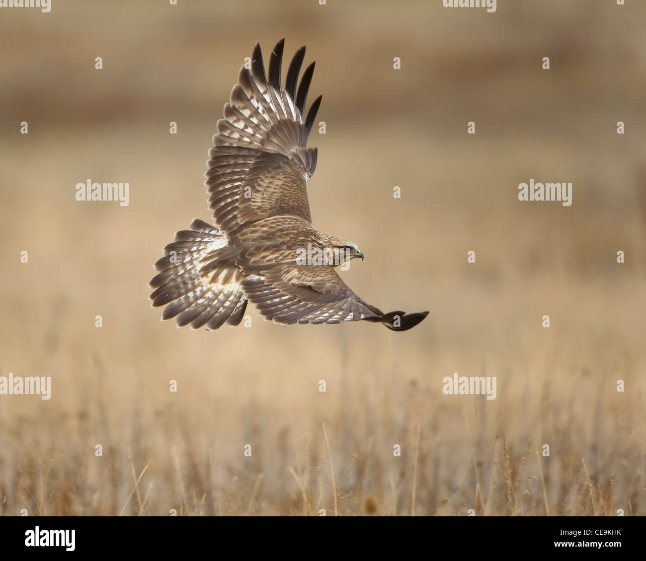 A rough-legged hawk in flight, Western Montana Stock Photo - Alamy