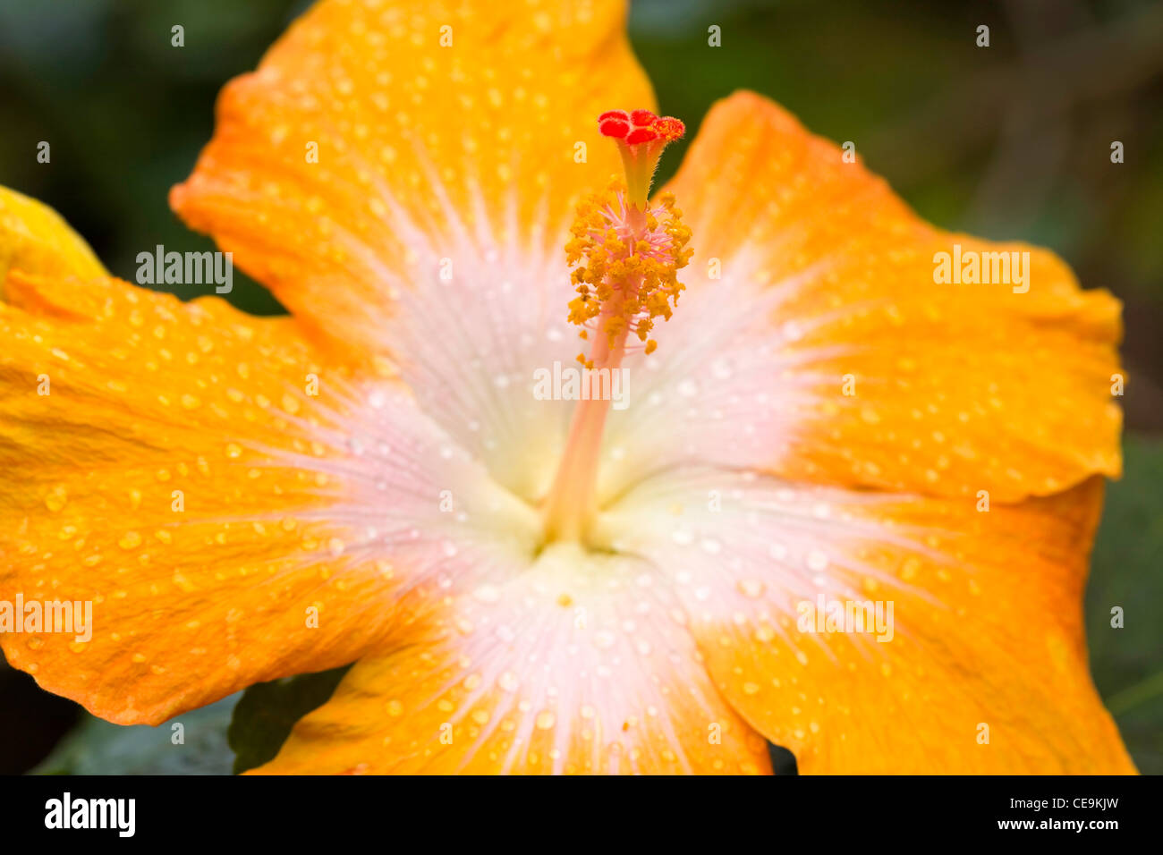 Pandanus flower hi-res stock photography and images - Alamy