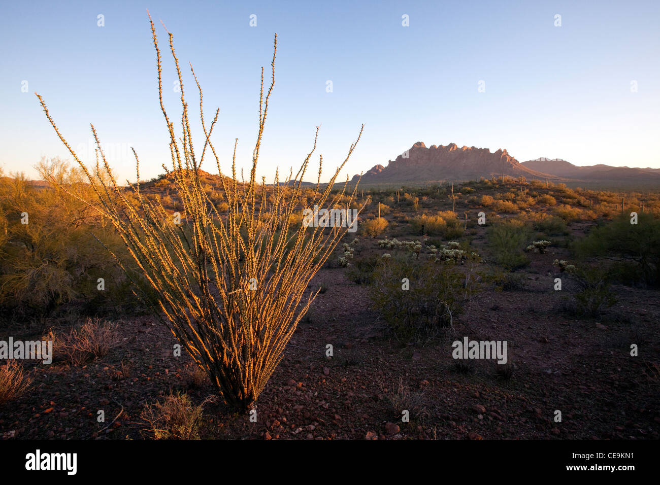 Ironwood National Monument, Ragged Top Mountain in the distance ...