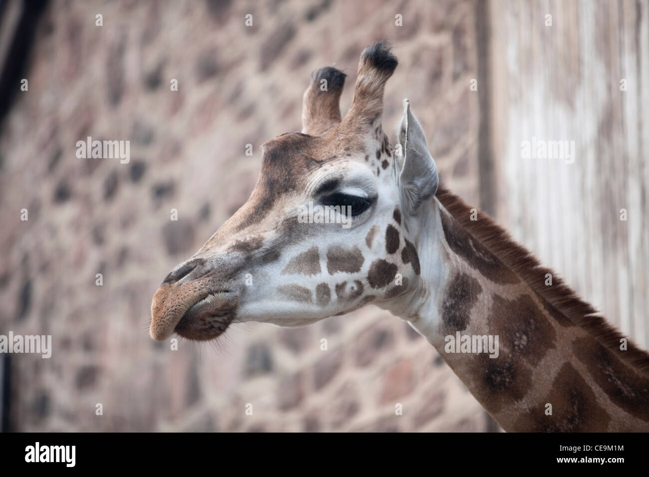 looking up towards a giraffes head Stock Photo - Alamy