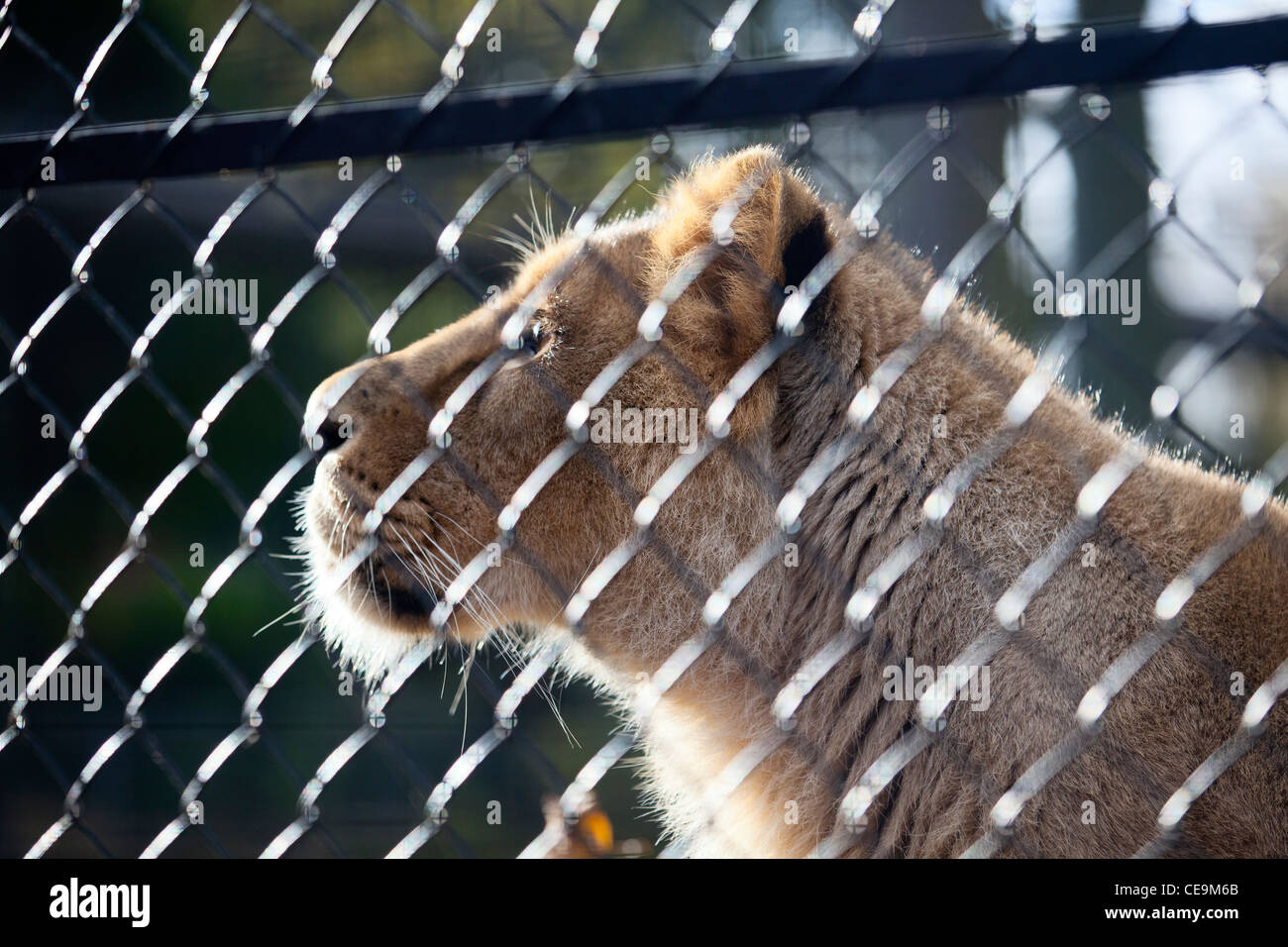 a view of a lioness from behind it's enclosure Stock Photo - Alamy