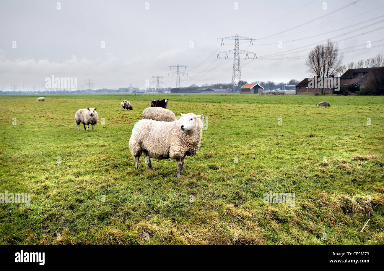 Dutch sheeps hi-res stock photography and images - Alamy
