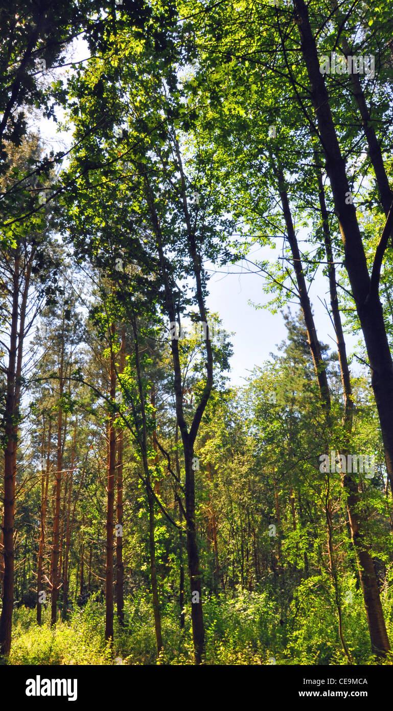 Trees in Summer Stock Photo - Alamy