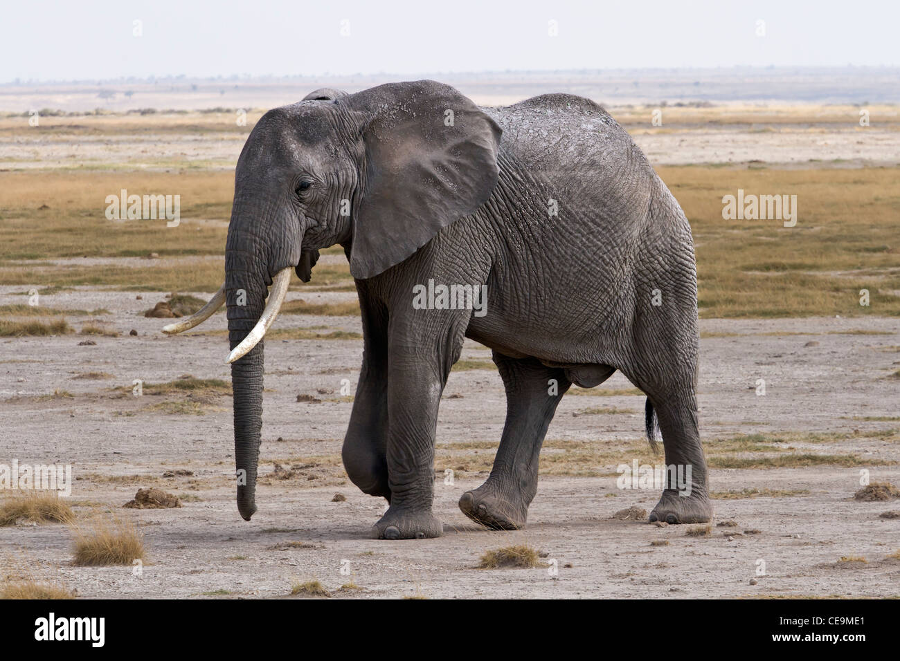 bull elephant walking through amboseli Stock Photo - Alamy