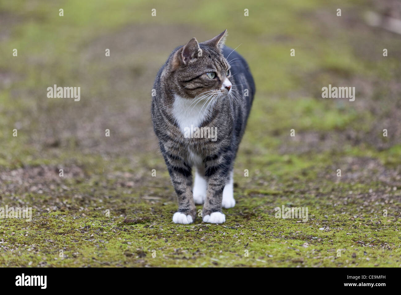lone tabby cat on a tinder path Stock Photo - Alamy