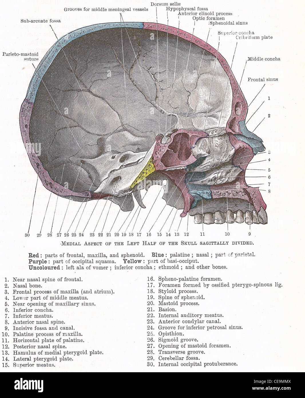 Dissection human hi-res stock photography and images - Alamy