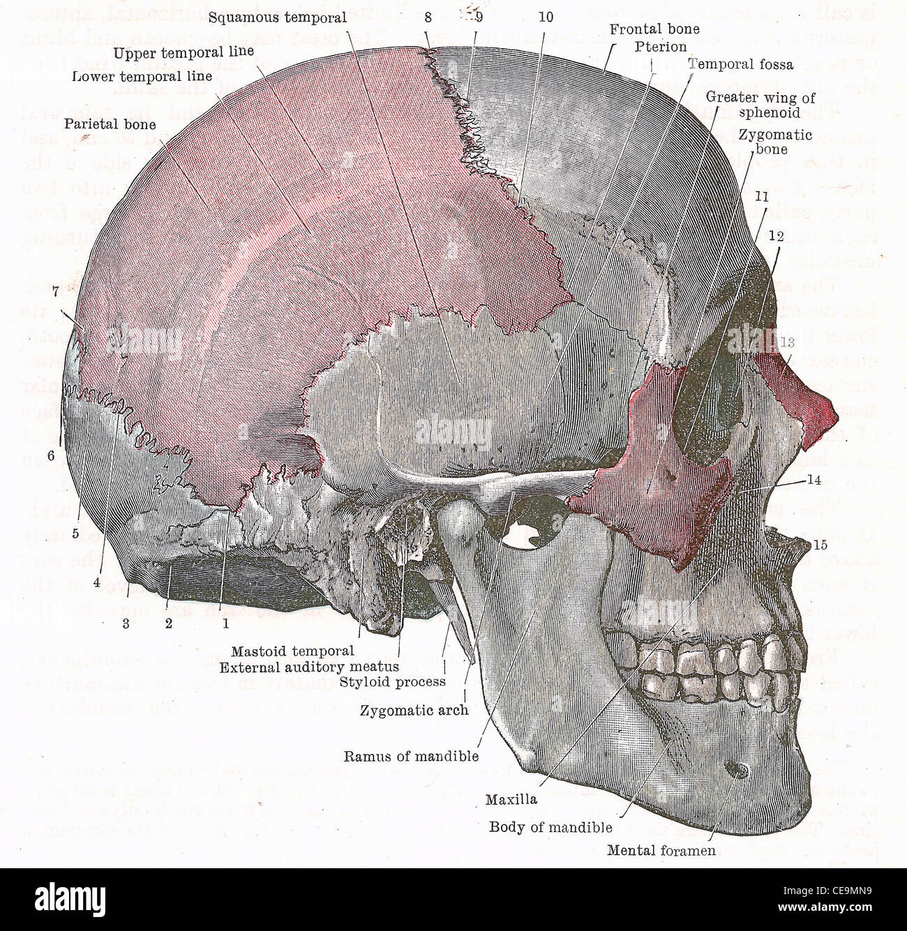 Dissection of the human head - side of skull;; from an early 20th ...
