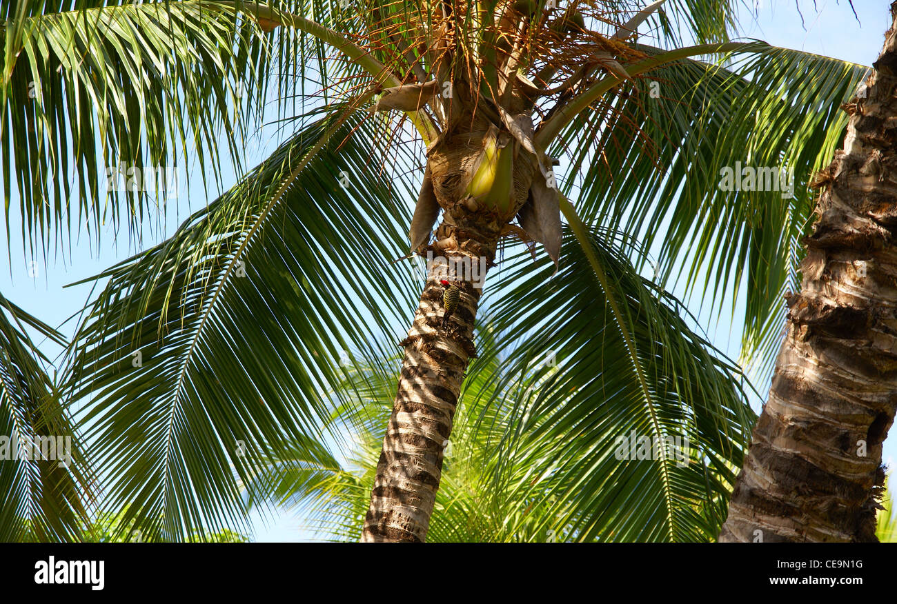 Exotic palm trees hi-res stock photography and images - Alamy