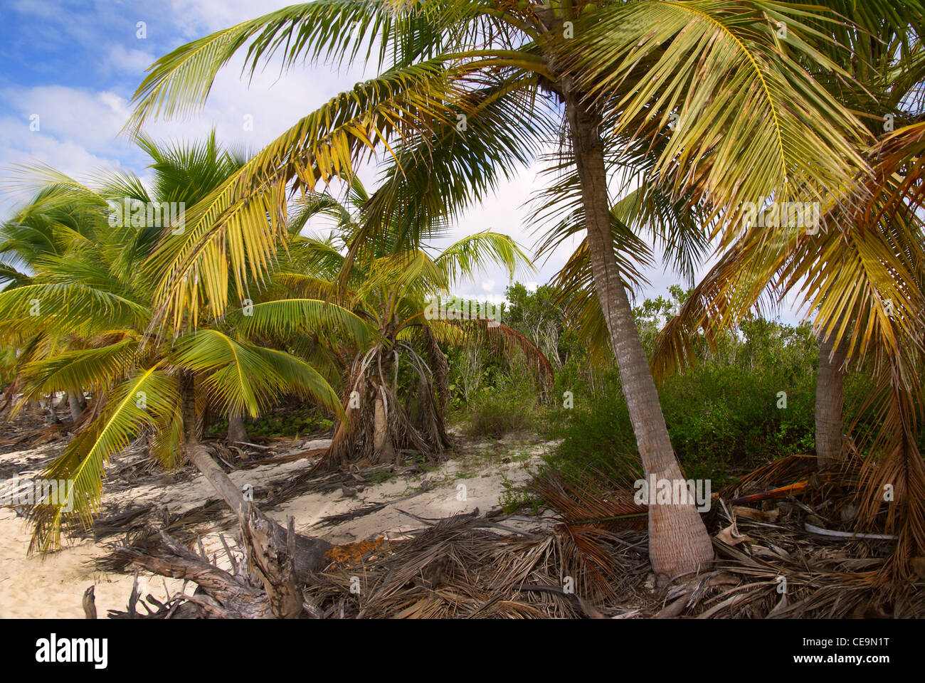 Exotic palm trees hi-res stock photography and images - Alamy