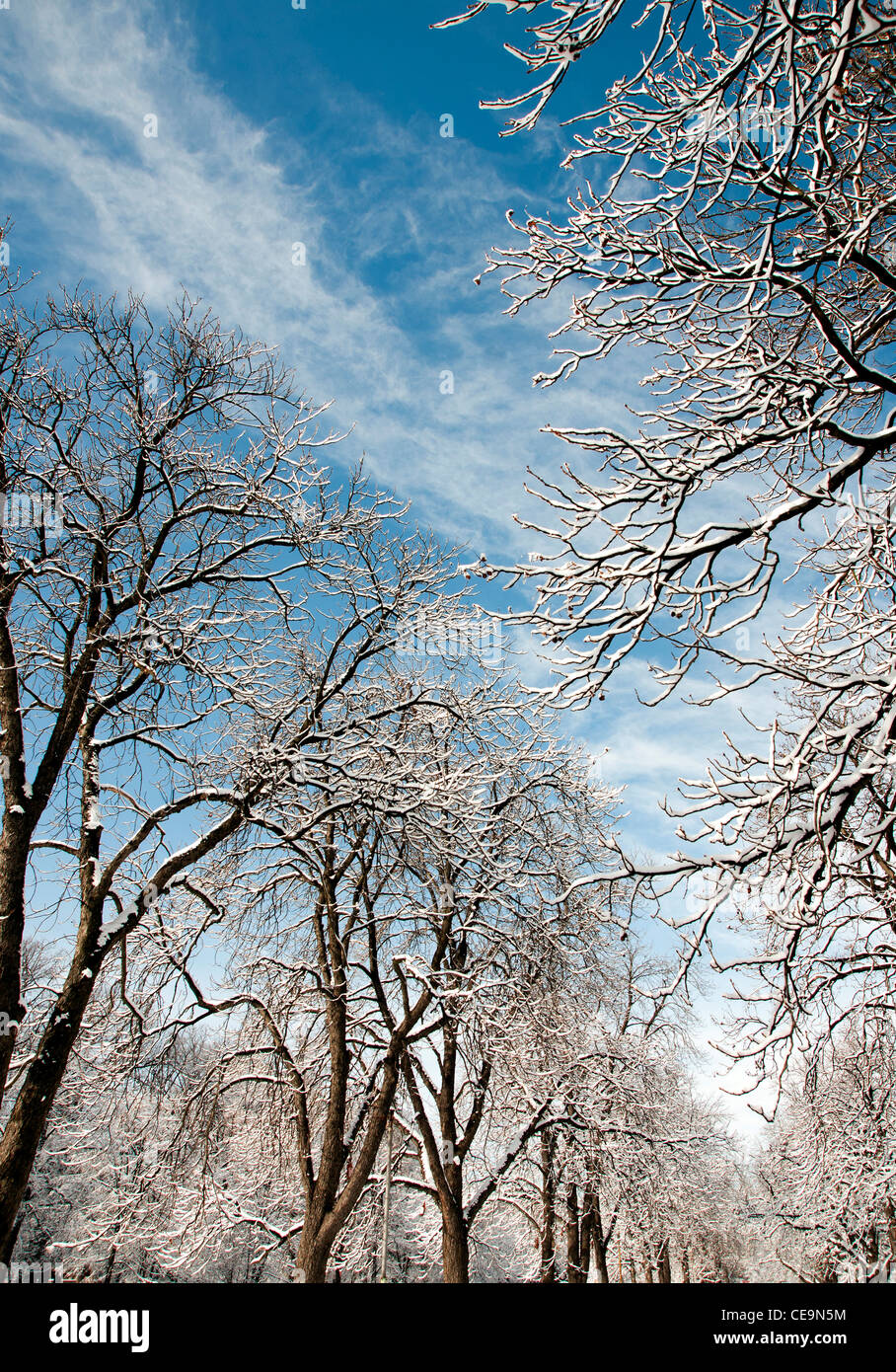 Freezing frost frozen trees hi-res stock photography and images - Alamy