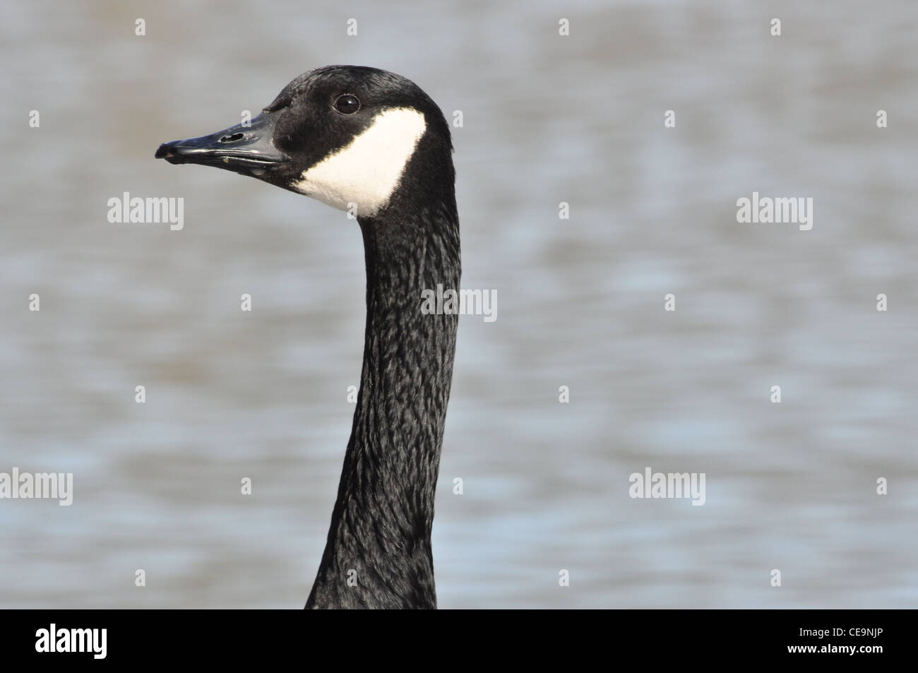 Fauna of canada hi-res stock photography and images - Alamy