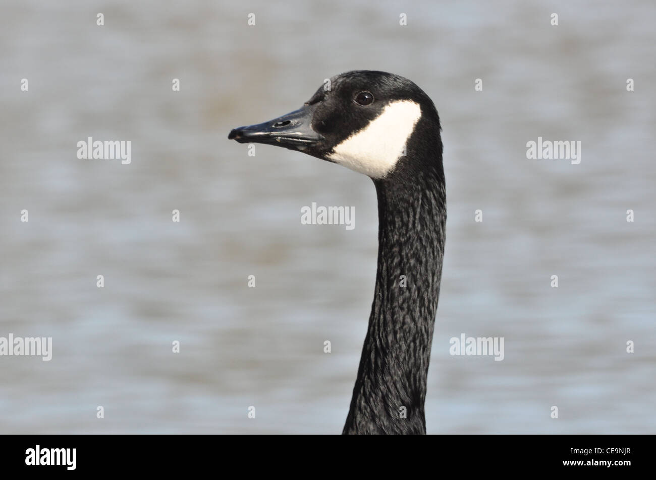 Canada Goose Portrait Stock Photo - Alamy