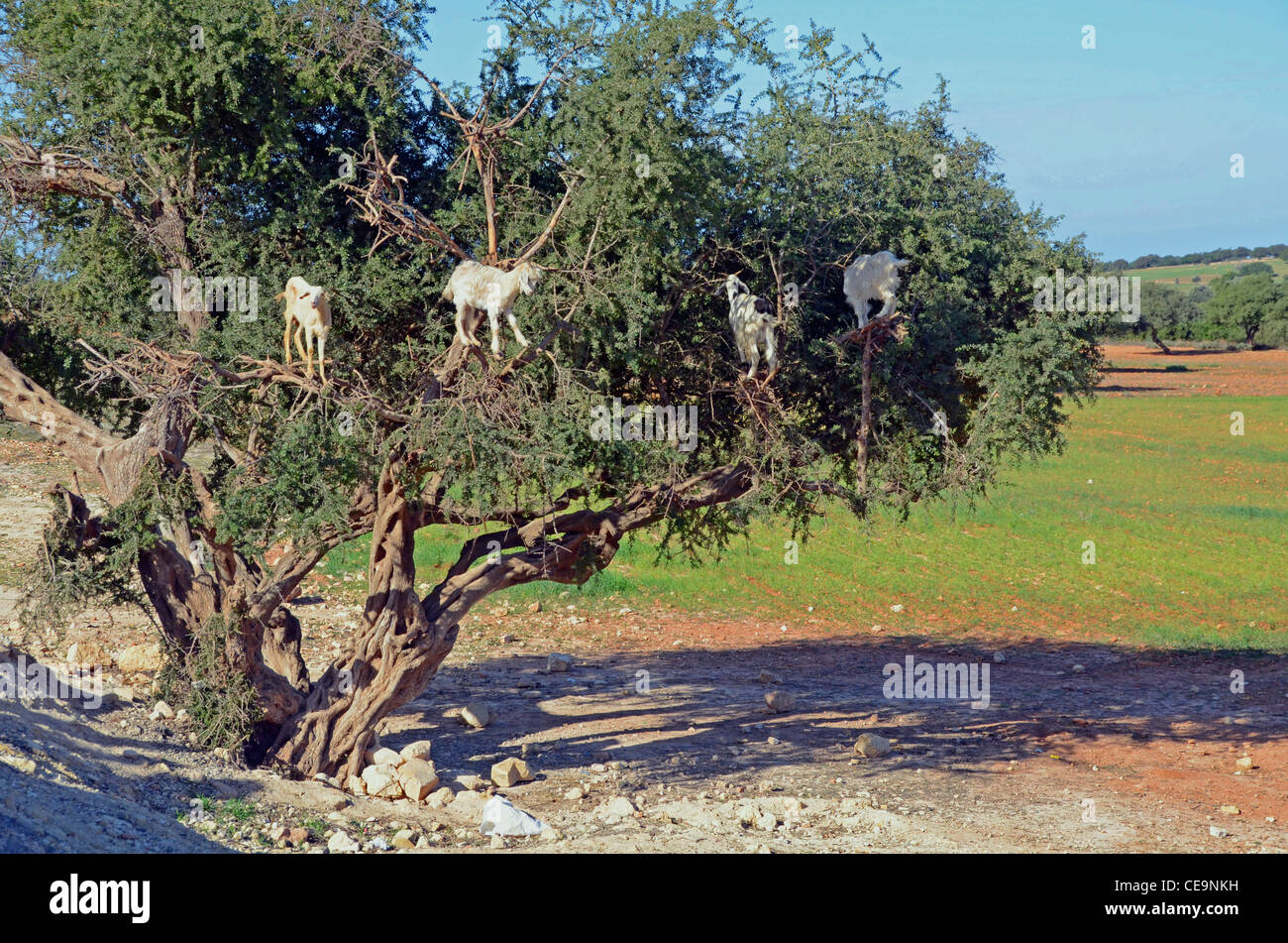 Goats climb Argan trees in Morocco to obtain the fruit, a strange sight ...