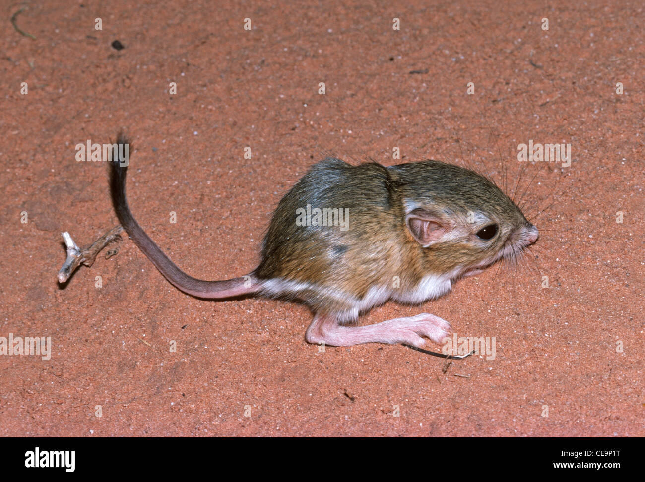 Kangaroo Mouse Stock Photos & Kangaroo Mouse Stock Images - Alamy