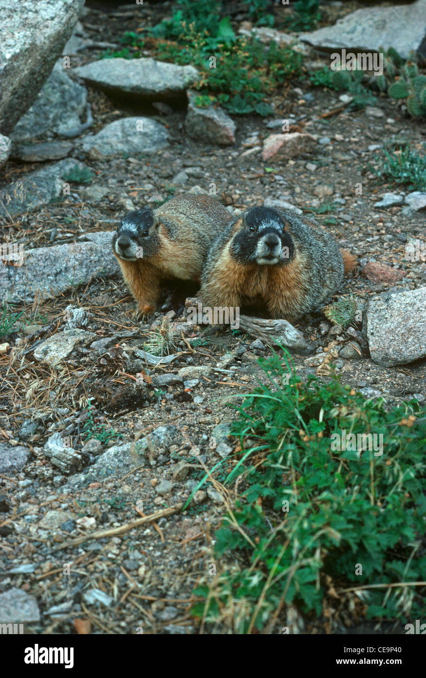 Adult Yellow Belly marmots (Marmota flaviventris) Rocky Mountain ...
