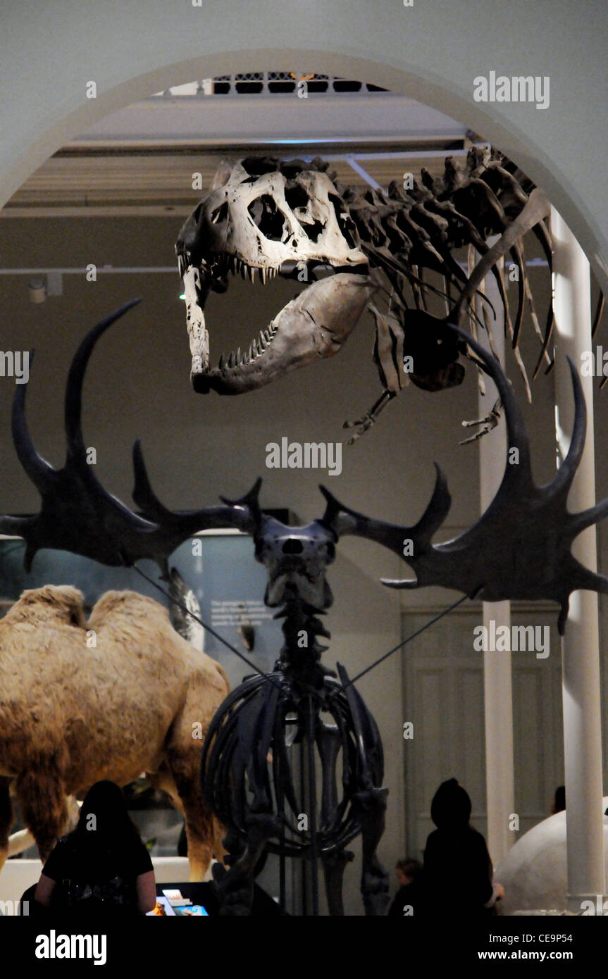 The National Museum of Scotland on Chamber Street Edinburgh. The T-Rex ...