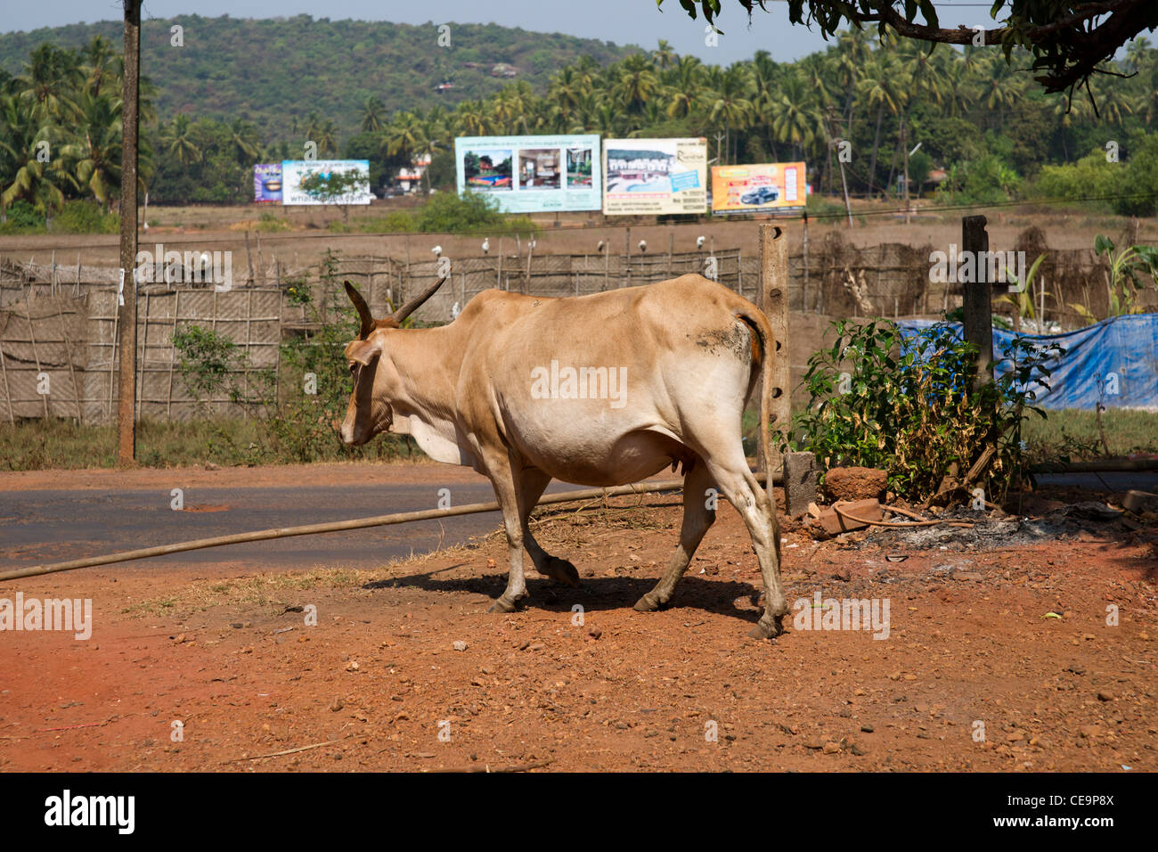 Traditional rural life in the village of Arpora, Goa Stock Photo - Alamy