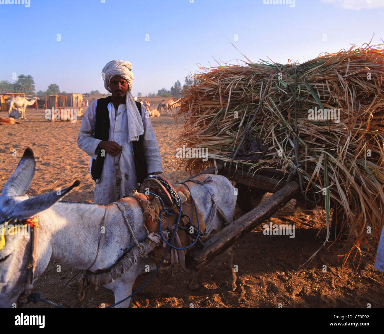 Egyptian Farmer, near Aswan, Egypt Stock Photo - Alamy