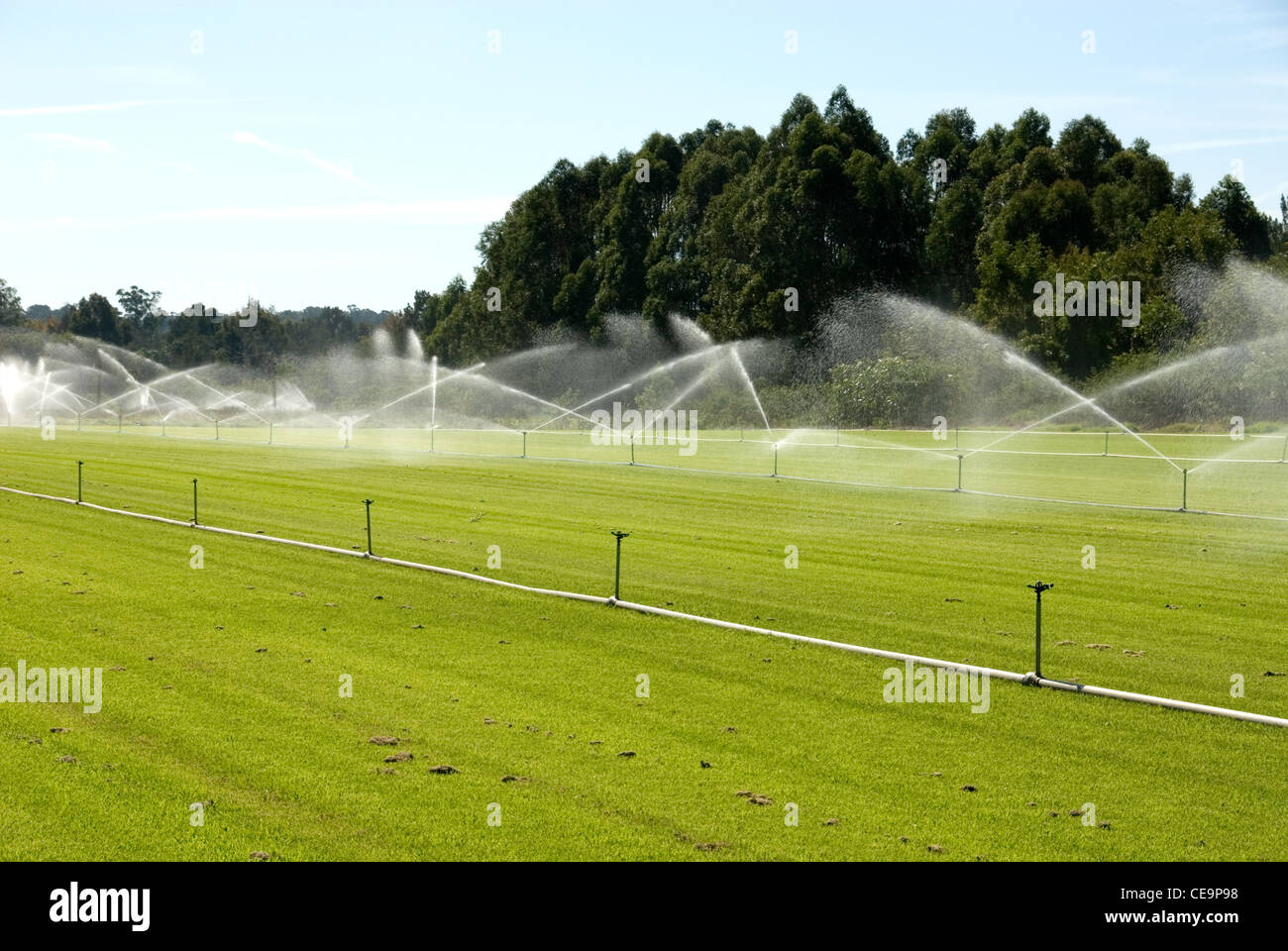 Irrigation on a turf farm near Windsor, New South Wales, Australia ...