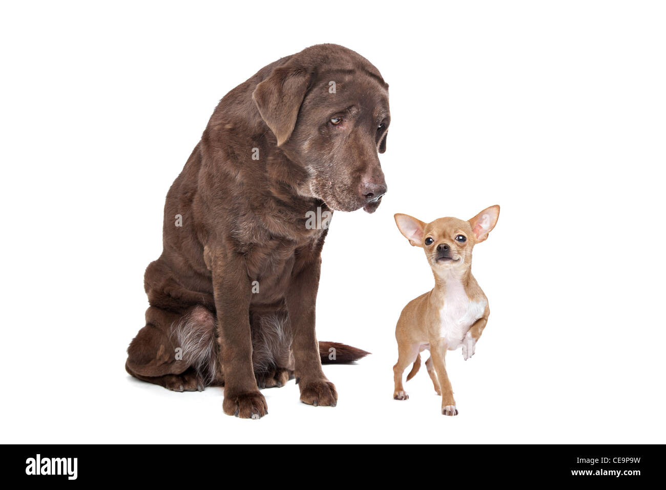 Chihuahua Lab Mix Puppies