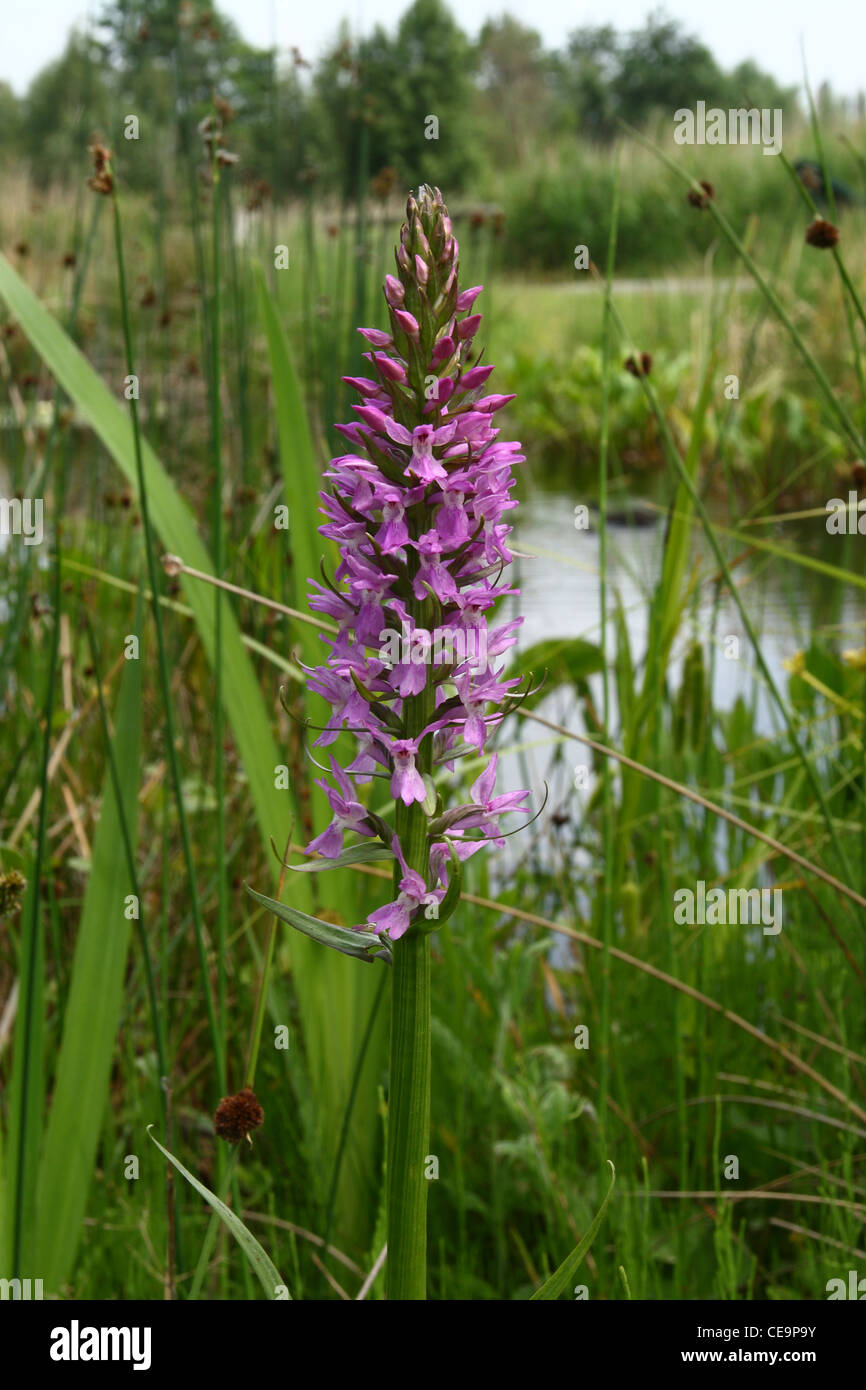 Southern Marsh Orchid (Dactylorhiza praetermissa Stock Photo - Alamy