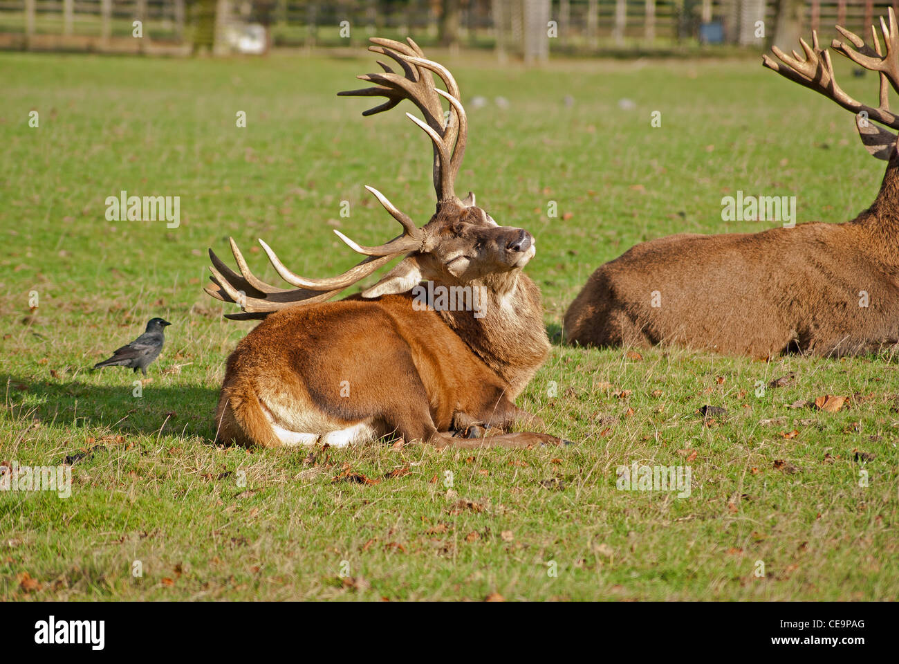Red deer scratching with its antlers Stock Photo - Alamy