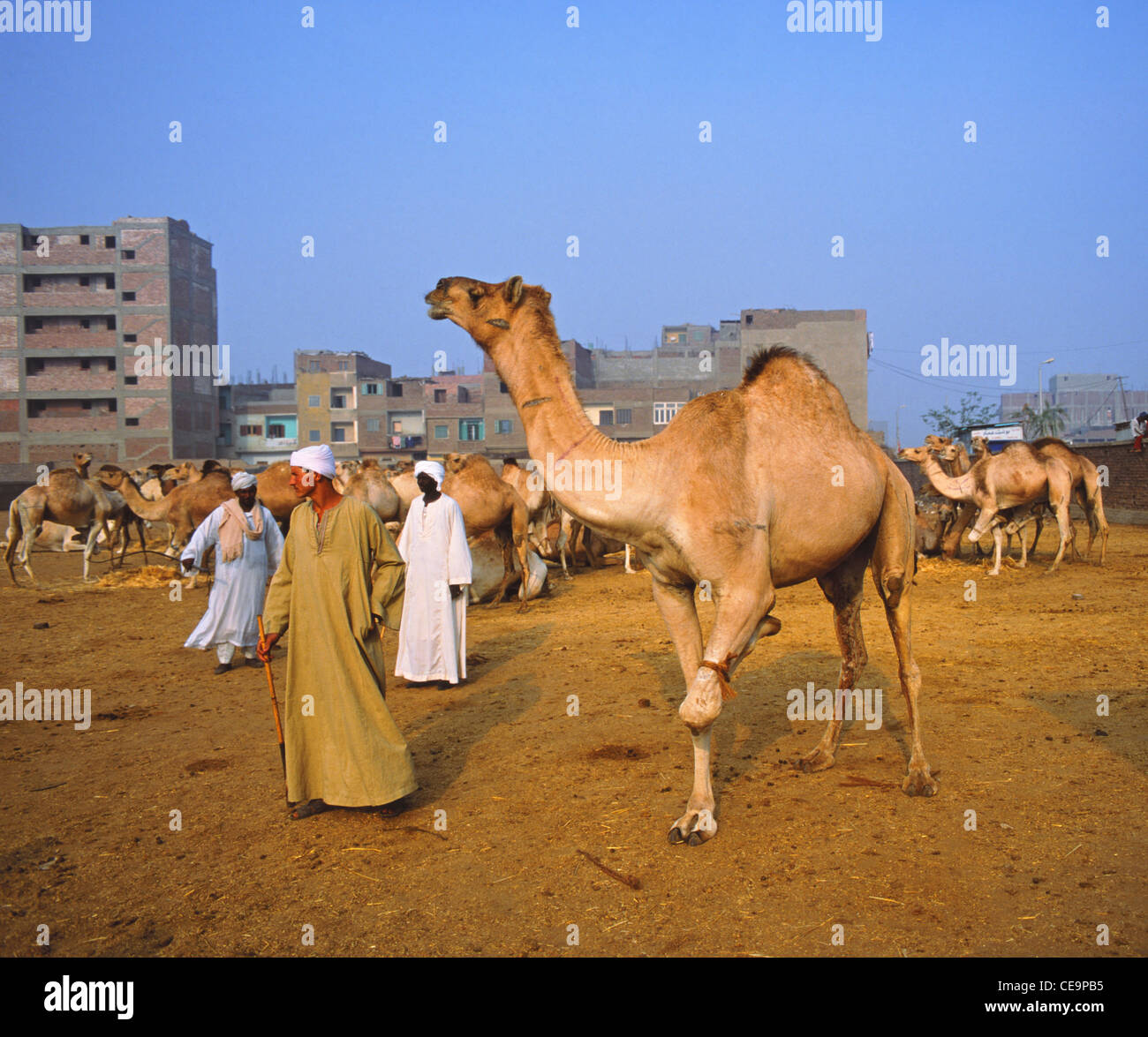 Imbaba camel market cairo egypt hi-res stock photography and images - Alamy