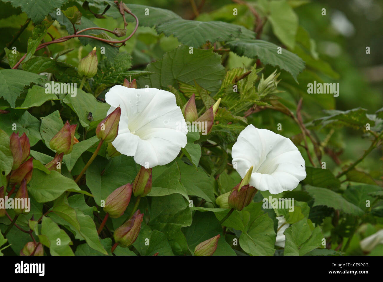 Great Bindweed (Calystegia sylvatica Stock Photo - Alamy