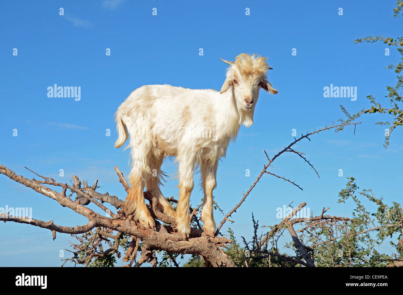 Goats Climb Argan Trees Goat Climbing Argan Trees In Morocco Stock