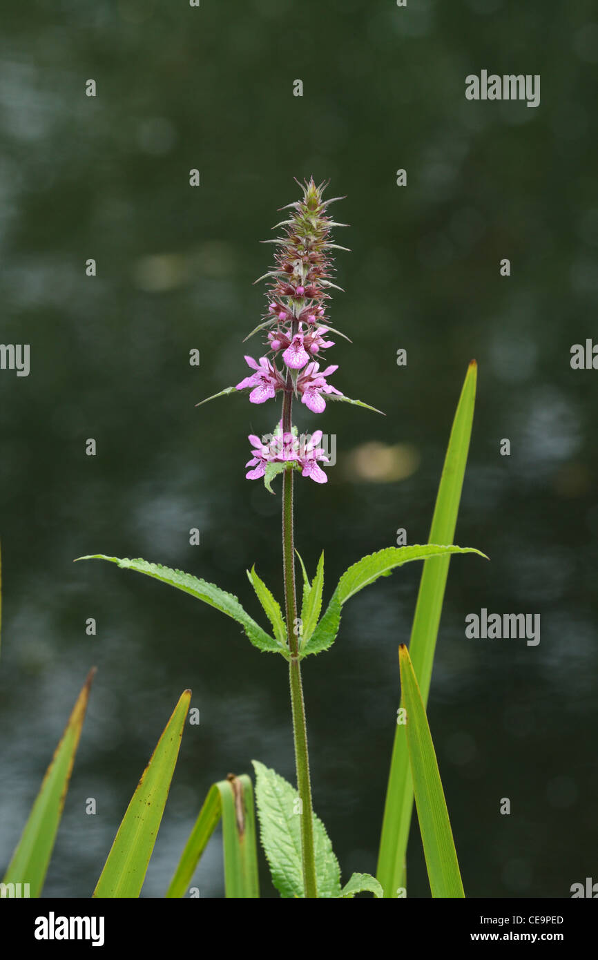 Plant stachys palustris hi-res stock photography and images - Alamy