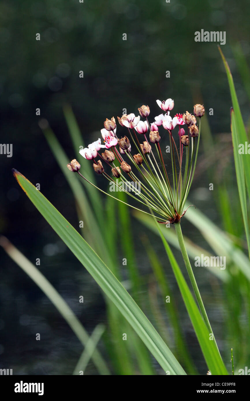Umbellatus hi-res stock photography and images - Alamy