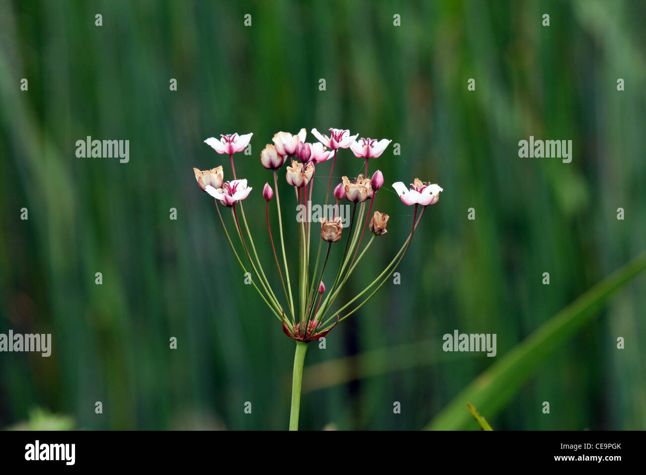 Umbellatus hi-res stock photography and images - Alamy