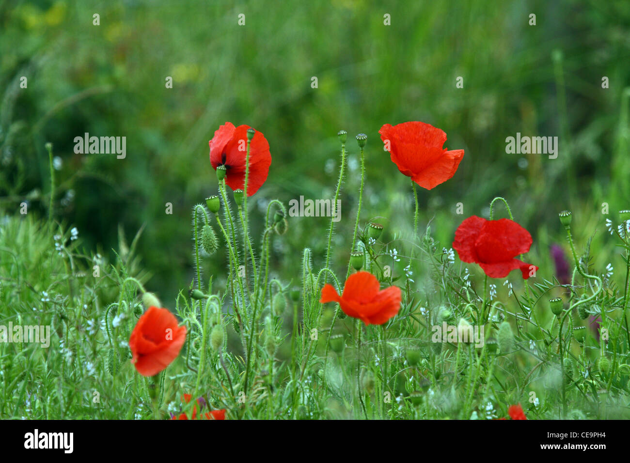 Common Poppy (Papaver rhoeas Stock Photo - Alamy