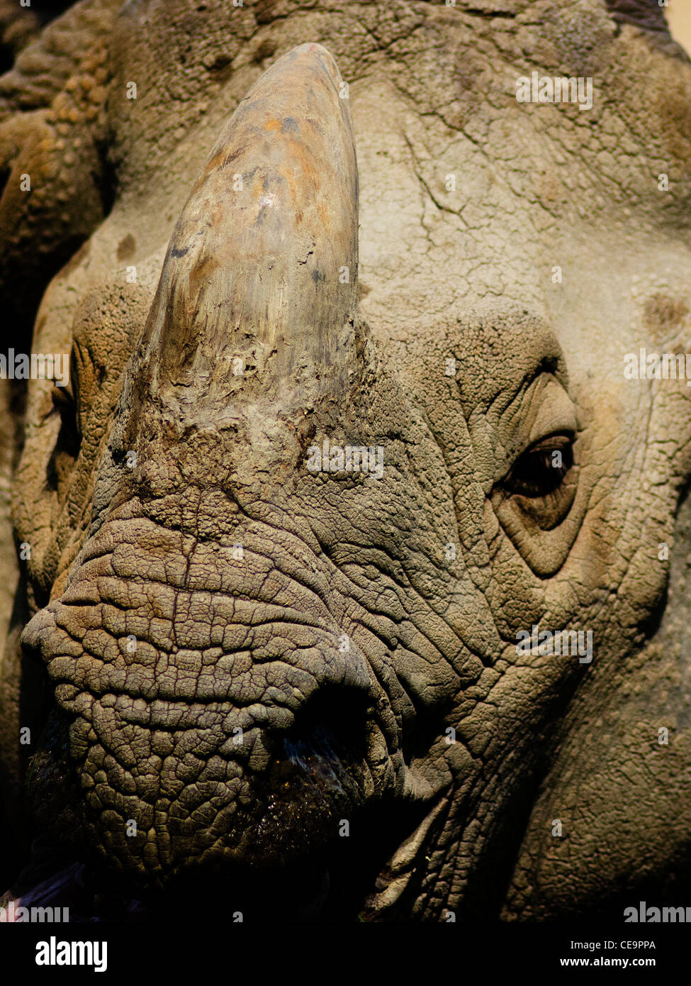 Rhino horn hi-res stock photography and images - Alamy