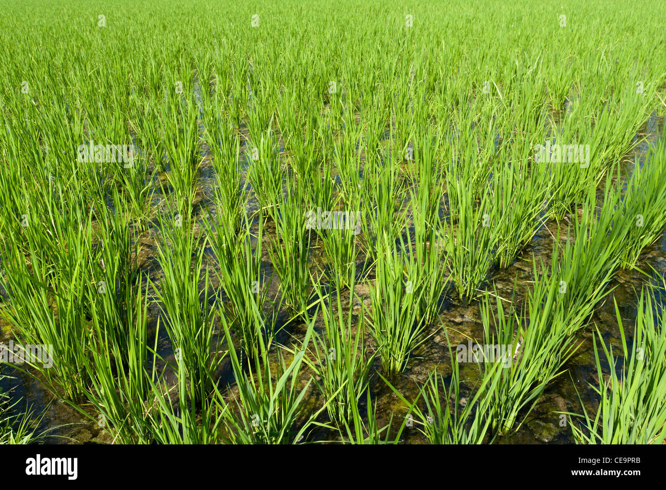 Arroz oriental hi-res stock photography and images - Alamy