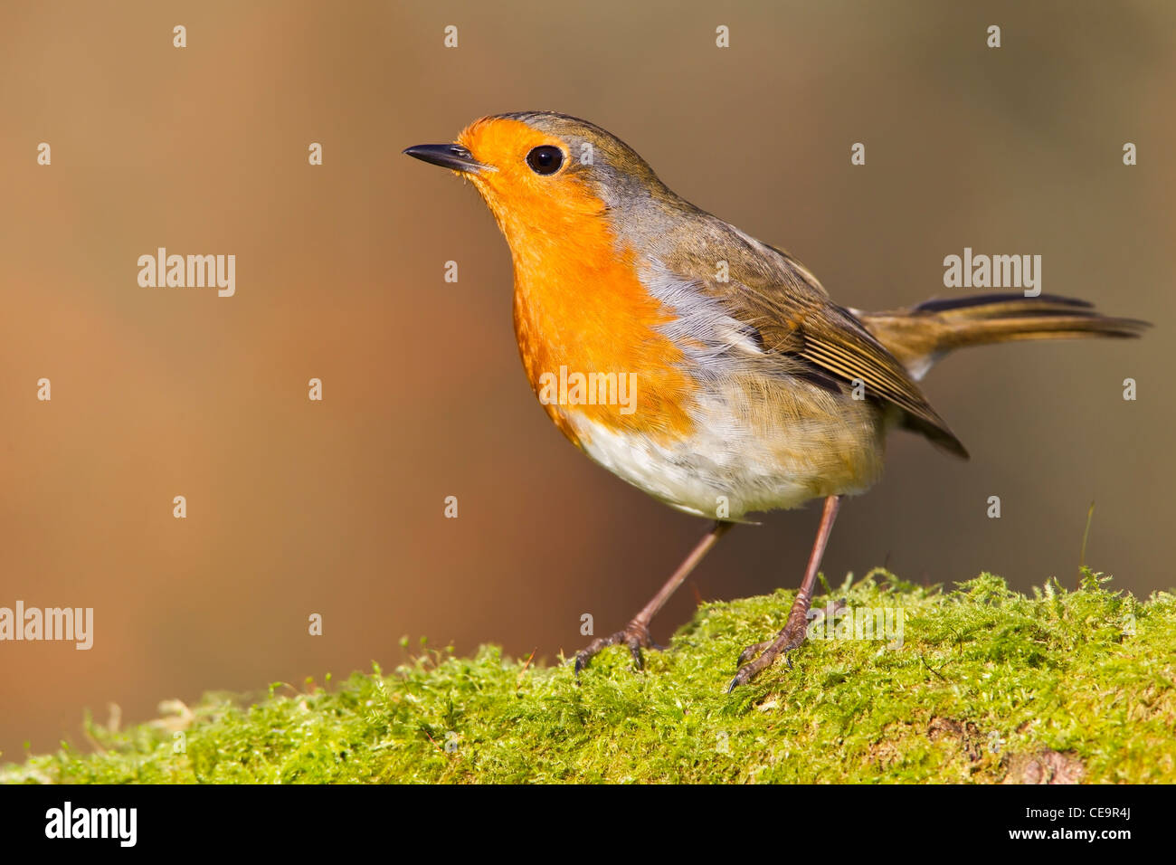 Robin on a log hi-res stock photography and images - Alamy