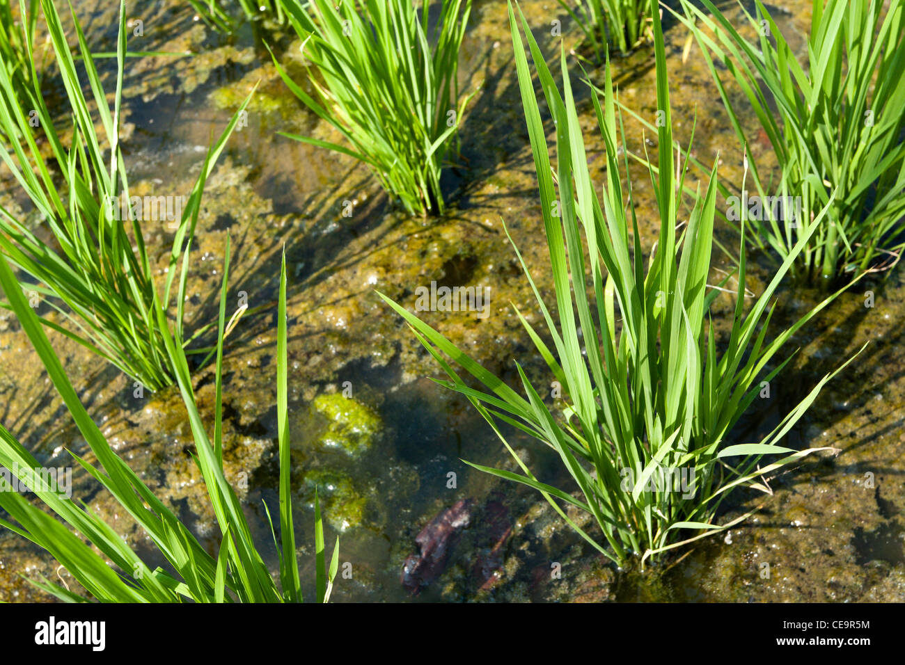 Terraced rice field township hi-res stock photography and images - Alamy