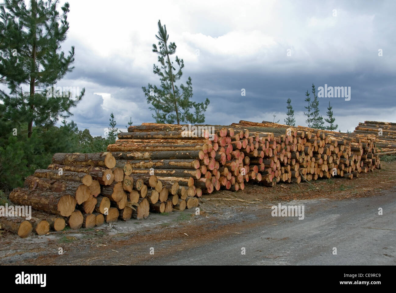 Cut pine trees hi-res stock photography and images - Alamy
