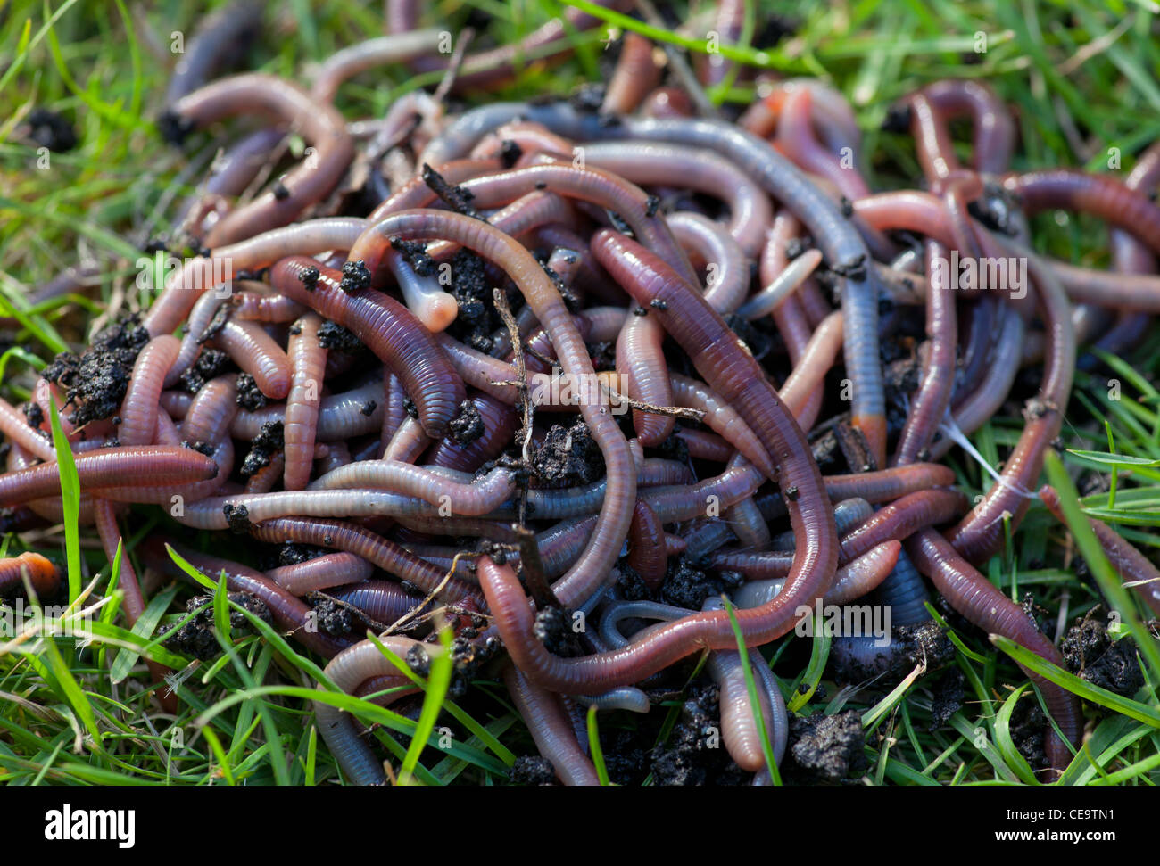 Red wiggler worms hi-res stock photography and images - Alamy