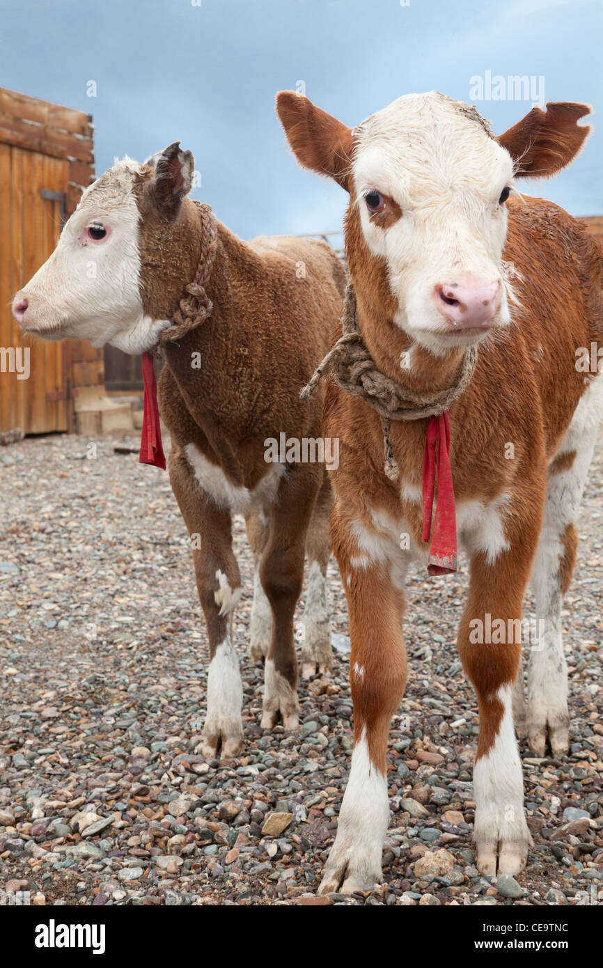 Two young bull in a pen at the farmer's house Stock Photo - Alamy