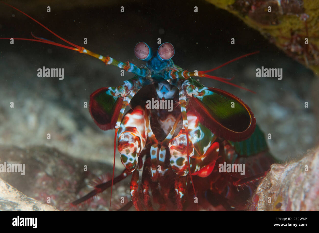 A frontal full body view of a Peacock Mantis shrimp outside its burrow ...