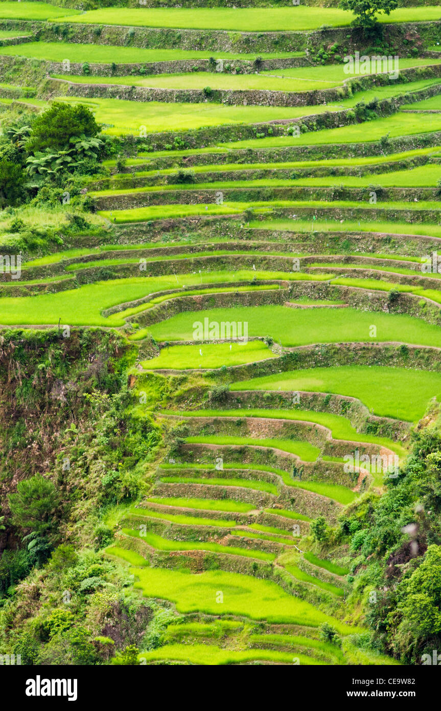 maligcong rice terraces in Philippines Stock Photo - Alamy