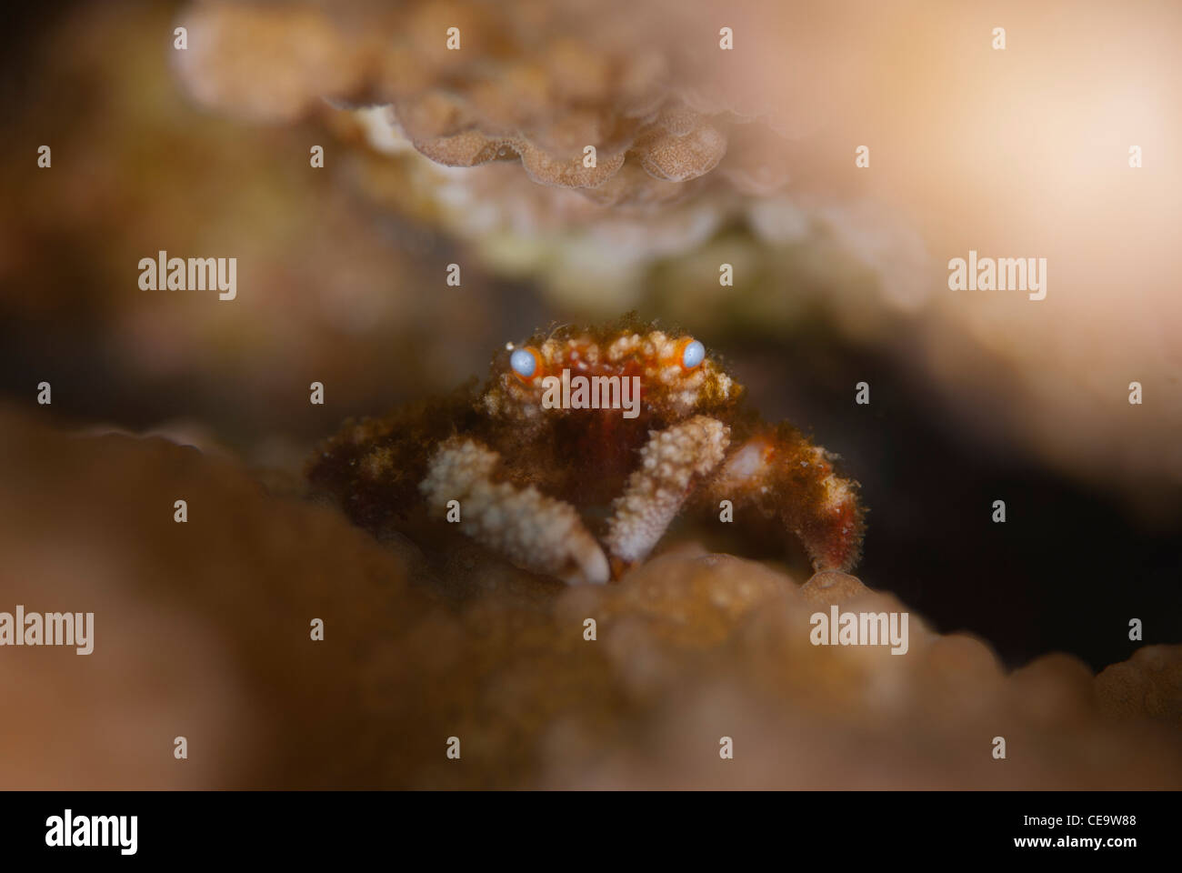 A Blue-eyed coral Crab, Bunaken Island Marine Park Indonesia ( Cymo ...