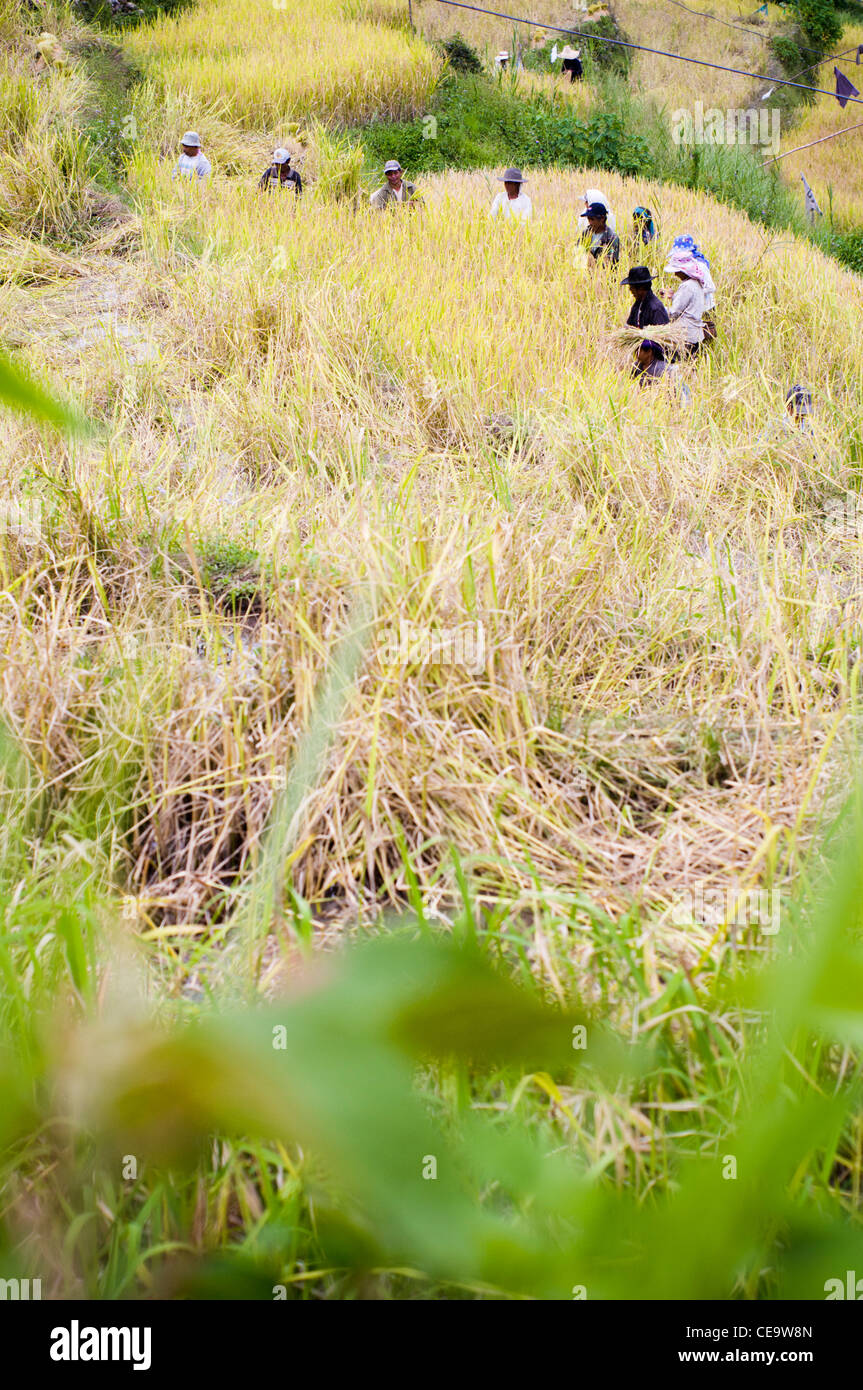 farmers are harvesting in paddy field Stock Photo - Alamy