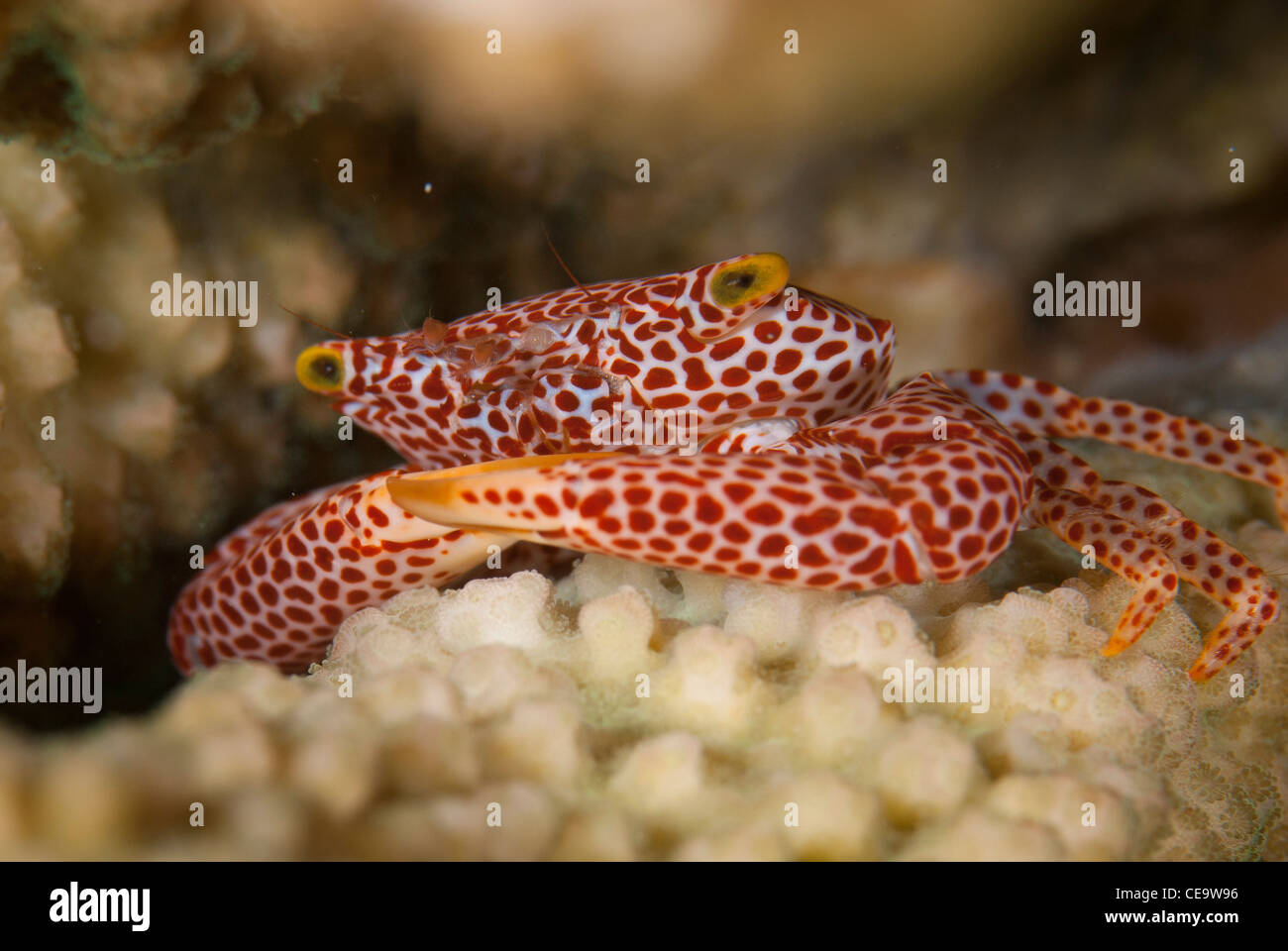 Red spotted guard crab trapezia tigrina hi-res stock photography and ...