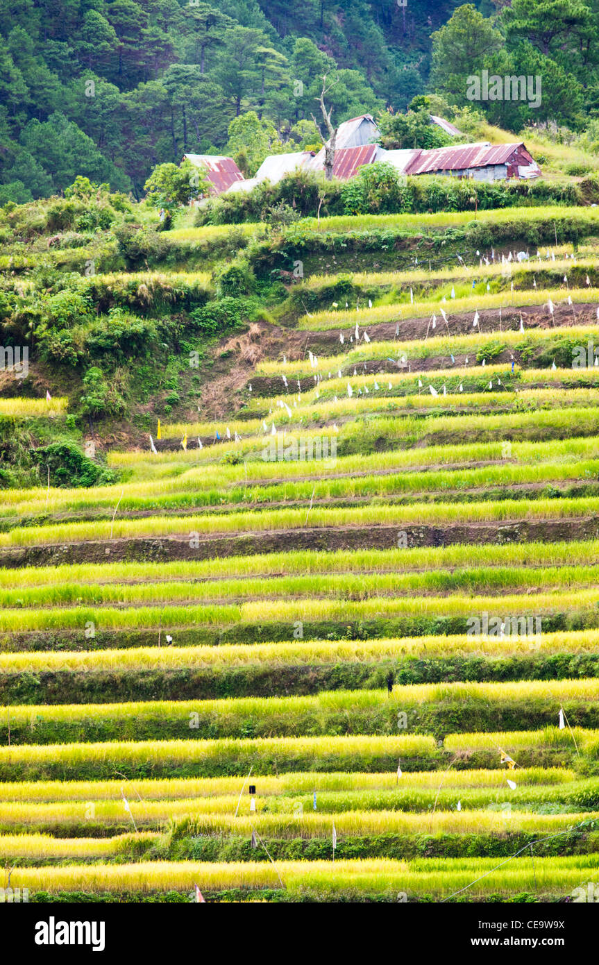 maligcong rice terraces in philippines Stock Photo - Alamy